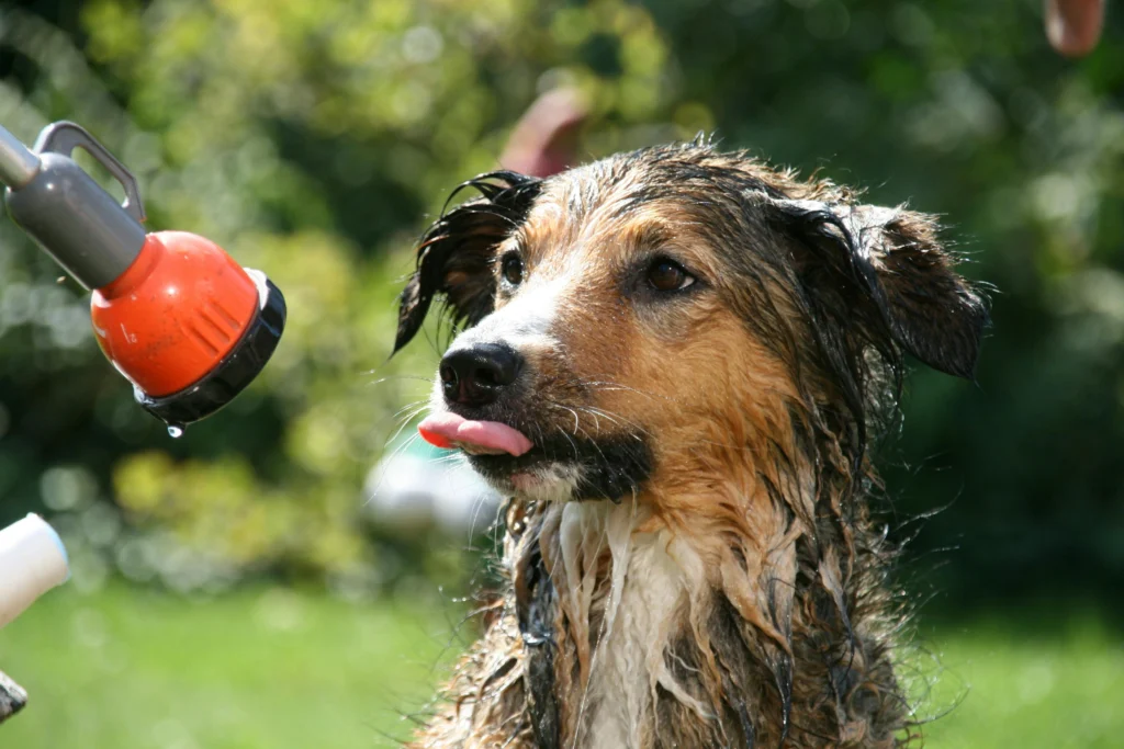 Effective Cleaning Strategies for Furry Friends | ProClean